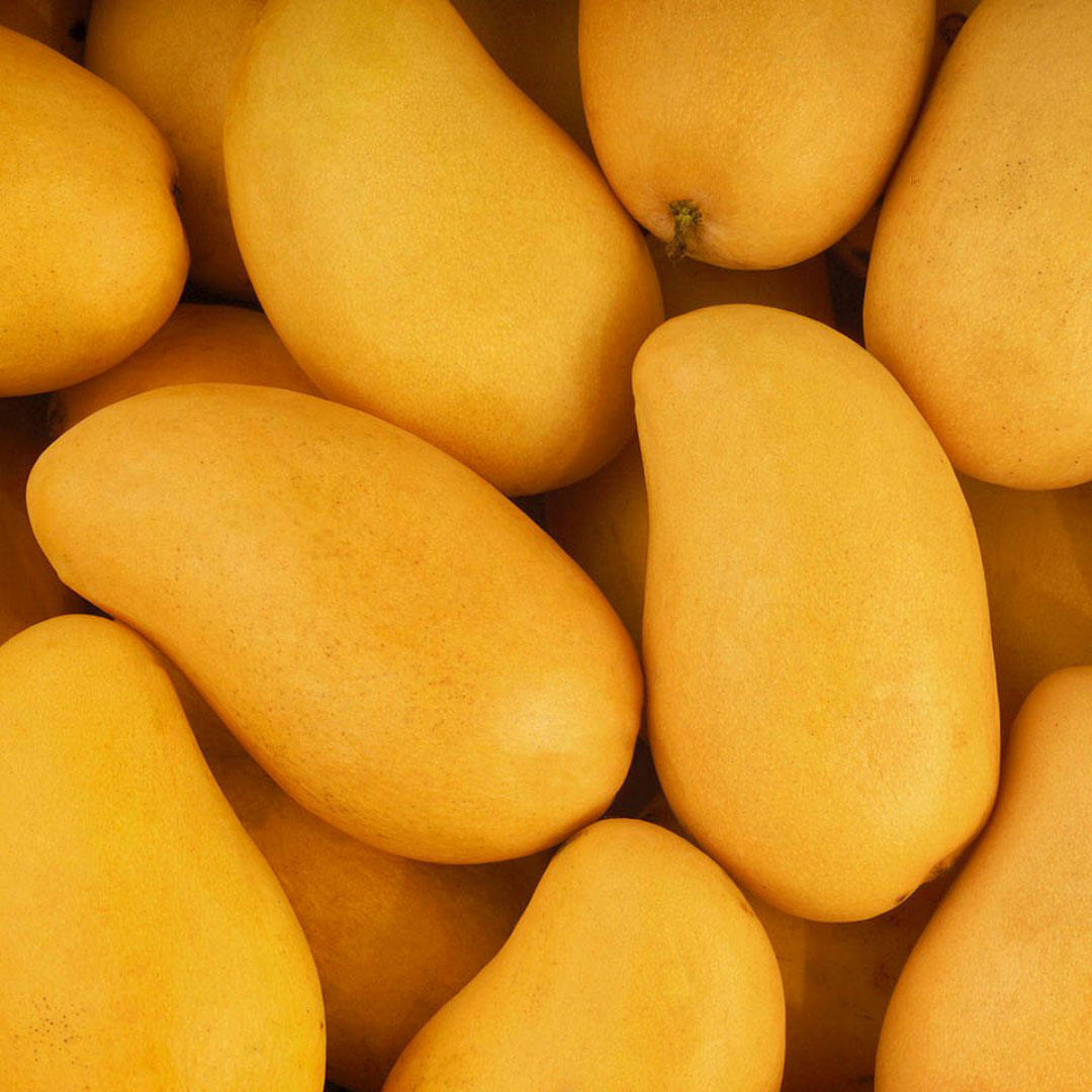 Mango - Zayma